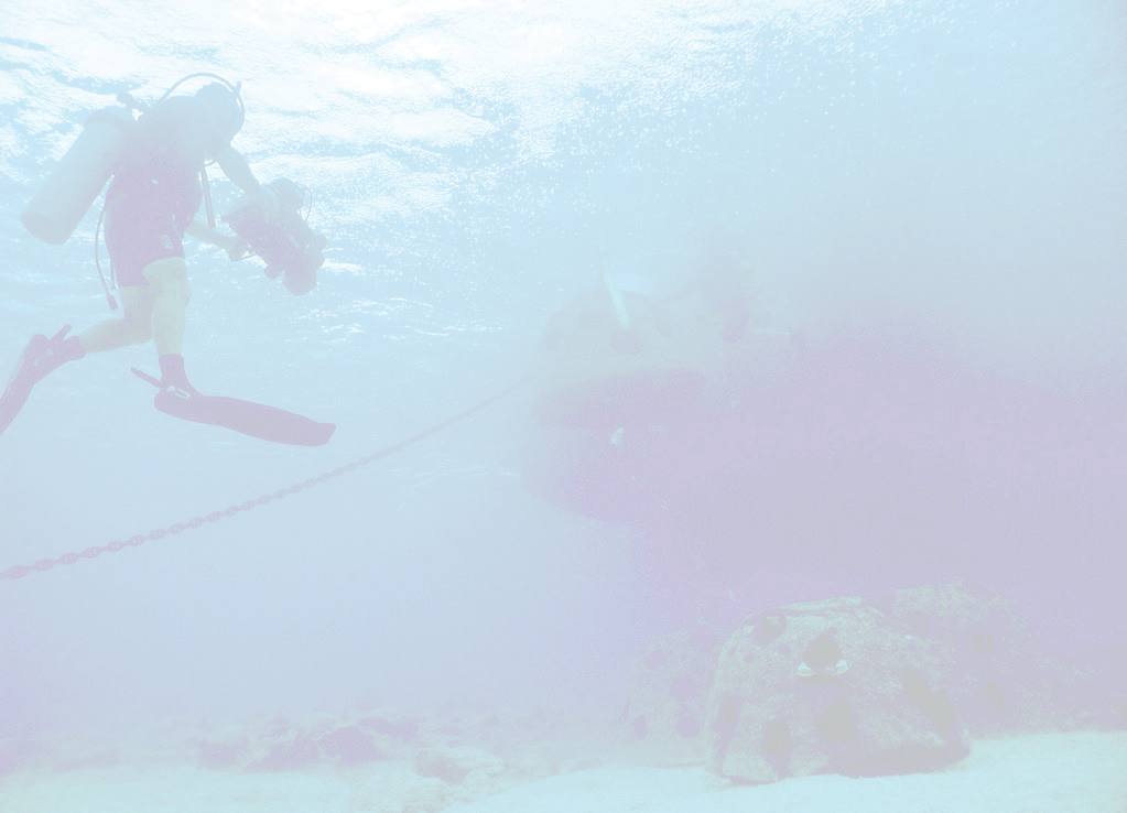 Photographer - Reef Ball Foundation