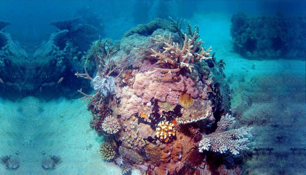 Reef Ball Applications in Marine Rehabiliation