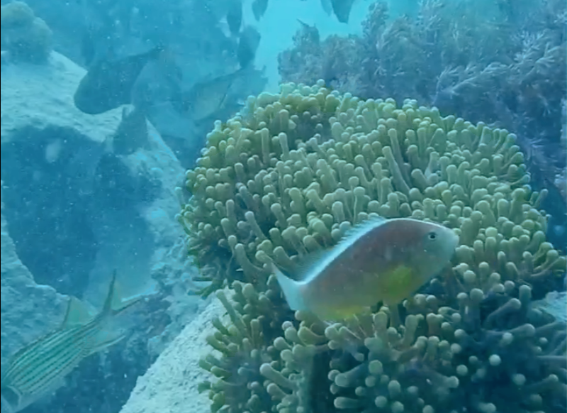 Marine Ecosystem Restoration and Education: Reef Ball Foundation